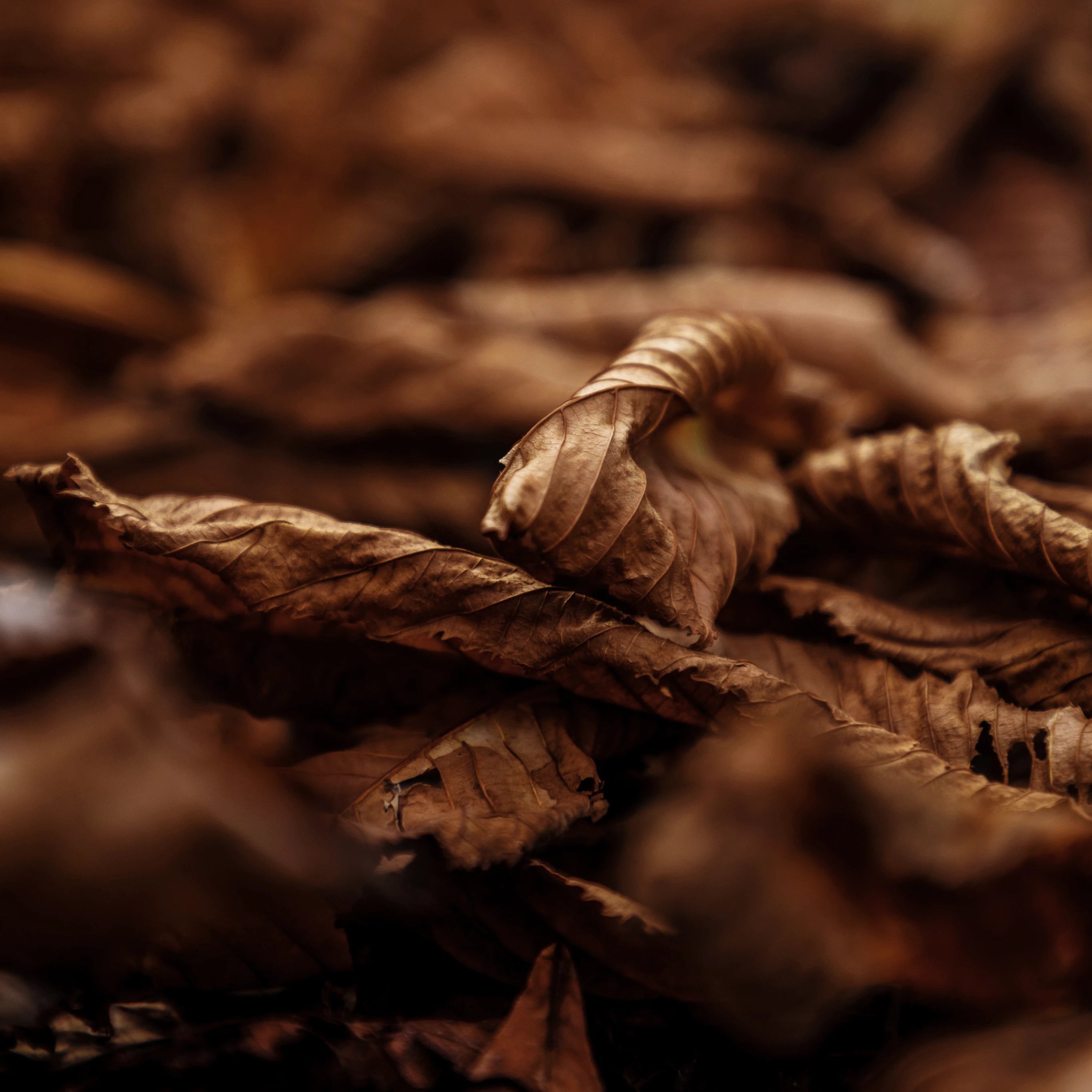 Musky + Spicy Fragrances – Often Wander