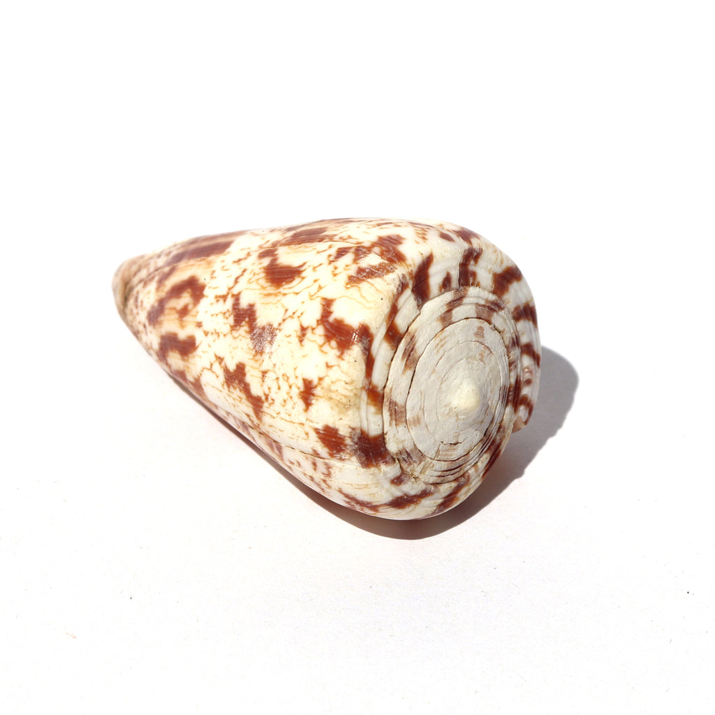 Characteristic Cone Shell – Often Wander