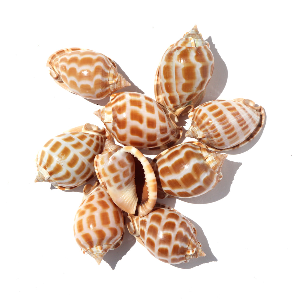 Checkerboard Bonnet Shell – Often Wander