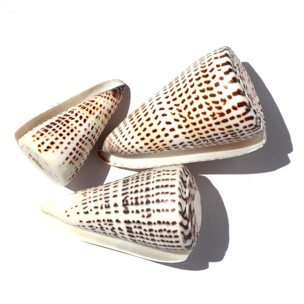 Lettered Cone Shell – Often Wander