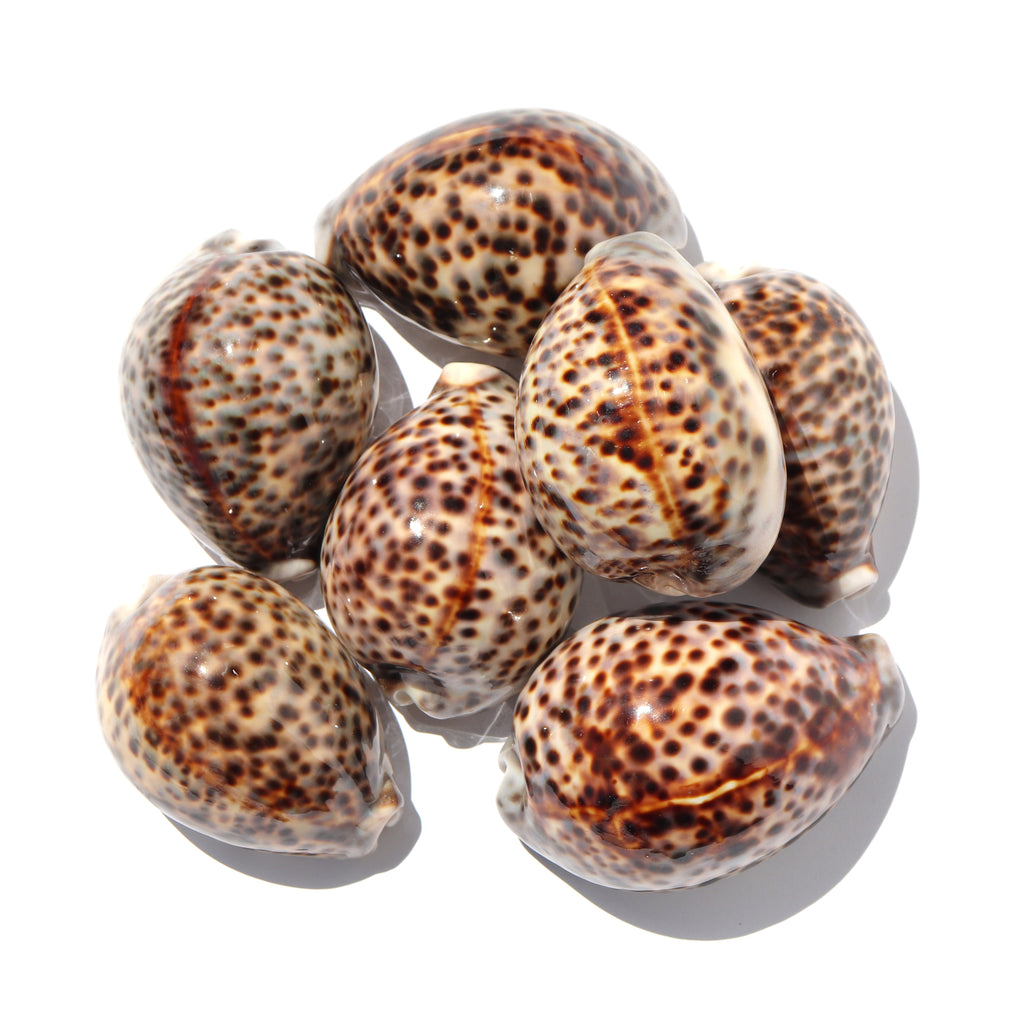 Tiger Cowrie Shell – Often Wander